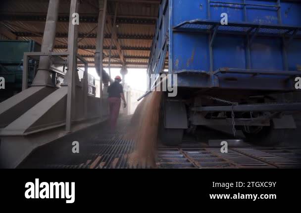 2021-06-09 Mariupol, Ukraine. Ukrtransagro LLC. Grain lorry unloading ...