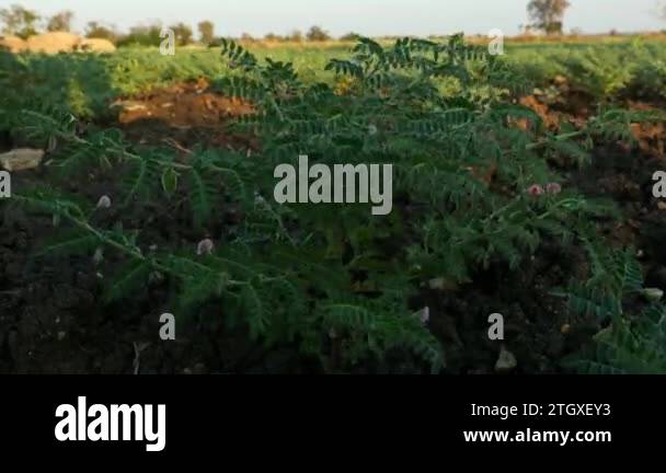 Gram plants in indian Stock Videos & Footage - HD and 4K Video Clips ...