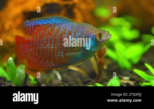 Dwarf gourami fish close up macro slow motion shot. Flame gourami, Red ...