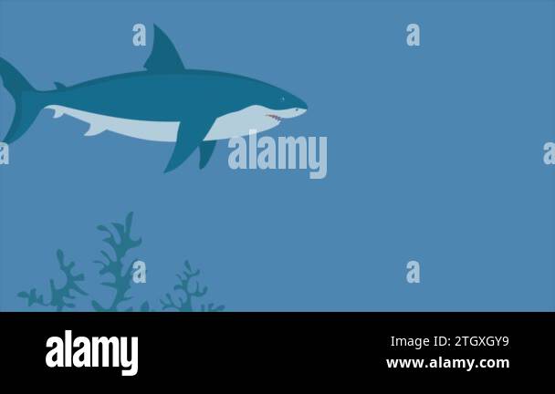 Prehistoric shark jaws Stock Videos & Footage - HD and 4K Video Clips ...