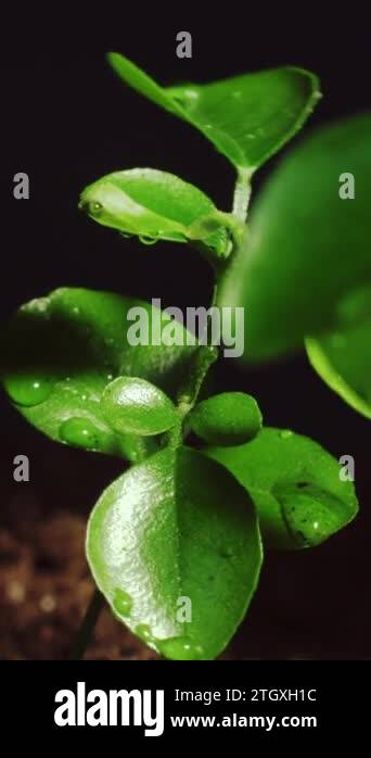 Rain tree seedling Stock Videos & Footage - HD and 4K Video Clips - Alamy