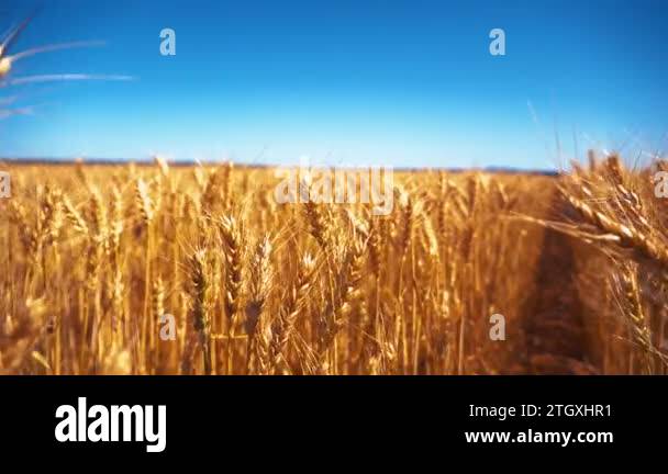 Australian wheat Stock Videos & Footage - HD and 4K Video Clips - Alamy