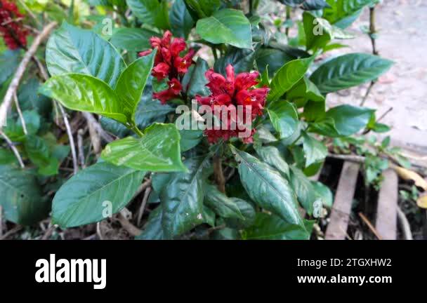 Flowering red cestrum fasciculatum Stock Videos & Footage - HD and 4K ...