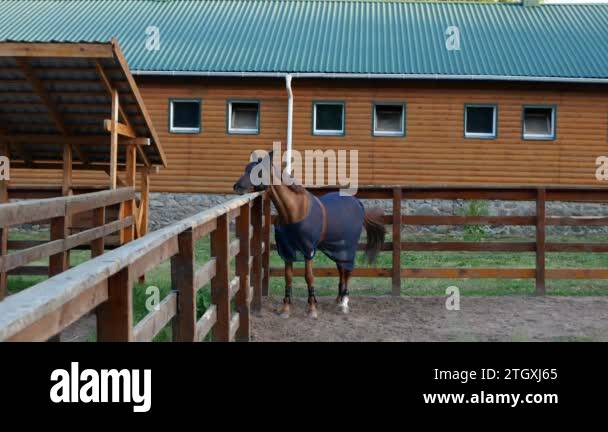 Horse stables background Stock Videos & Footage - HD and 4K Video Clips ...