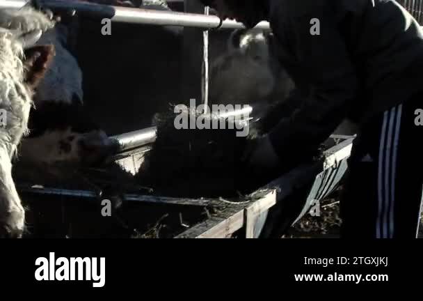 Cows Eating Hay in a Feedlot, Young Man Feeding Cattle in a Rural Field ...