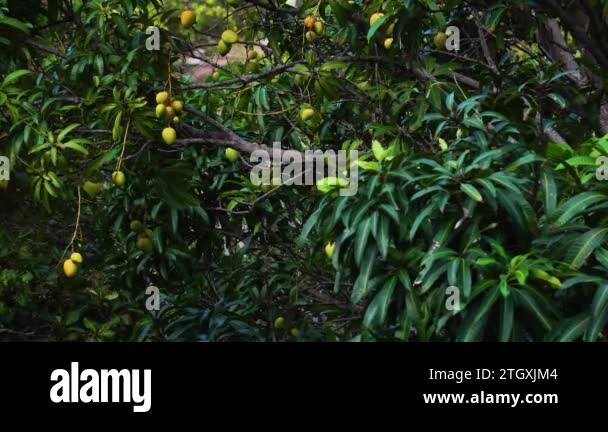 Mango tree growing fresh mangoes in Vietnam. Locked off static shot ...