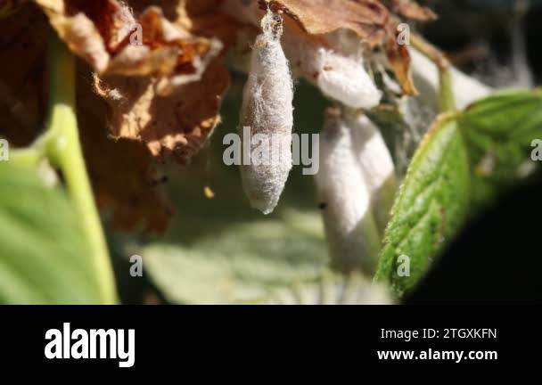 Rolled up leaf Stock Videos & Footage - HD and 4K Video Clips - Alamy