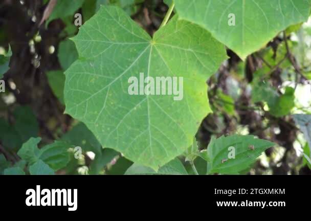 Jatropha curcas (Also called jarak pagar, physic nut, Barbados nut ...
