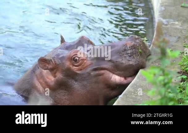Strong hippo Stock Videos & Footage - HD and 4K Video Clips - Alamy