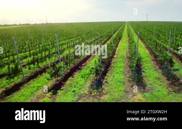 Planting fruit trees from a birds eye view. Young seedlings of fruit ...