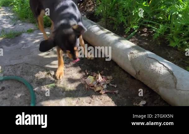 The dog very actively gnaws the chicken bones that fall out of the ...