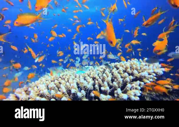 Underwater colourful orange fish sea Stock Videos & Footage - HD and 4K ...