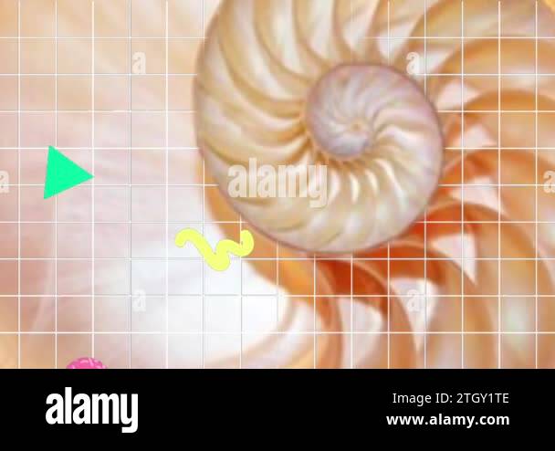 shell fibonacci shell of nautilus shell stock coral Fibonacci footage ...
