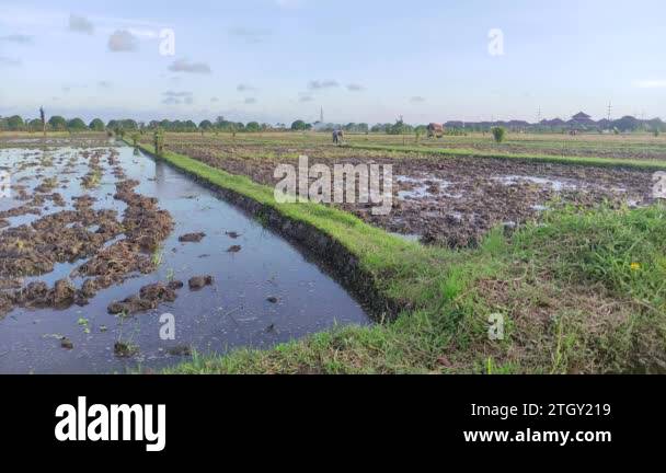 Rice growing agriculture. Green paddy field. Rice plantation. Organic ...