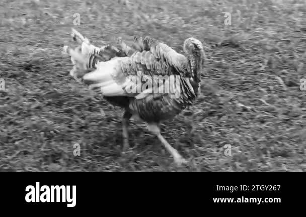 Thai garden and farm turkey chicken at Naithon Beach in Sakhu Thalang ...