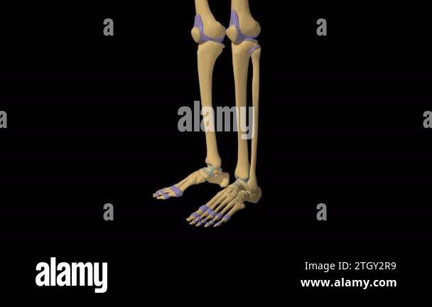 Human skeleton synovial joint anatomy with articulate capsule 3D ...