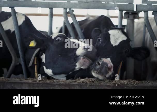 Two cows getting food from feedlot standing cowshed stall closeup ...