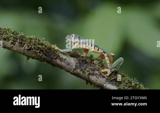 Tree Frog, Costa Rica Wildlife and Animals in Rainforest, Tiger Leg ...