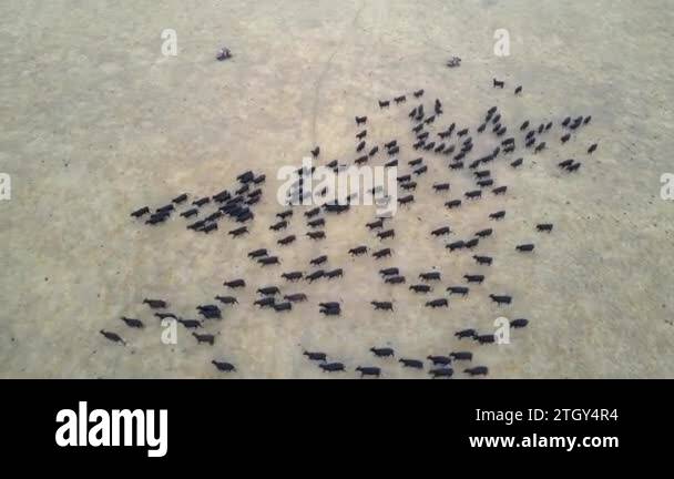 From high above, a large herd of cattle look like ants on the golden ...