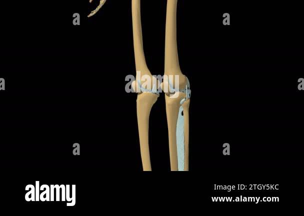 Human skeleton Knee joint ligaments anatomy 3D animation Stock Video ...
