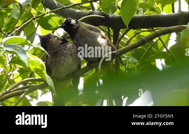 A close up shot of yellow vented bulbul couple. The yellow-vented ...