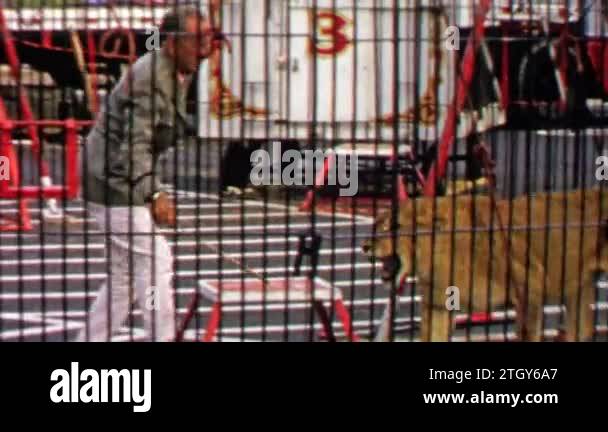 Lion trainer Stock Videos & Footage - HD and 4K Video Clips - Alamy