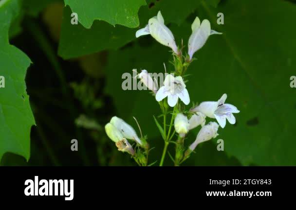 Foxglove seeds Stock Videos & Footage - HD and 4K Video Clips - Alamy