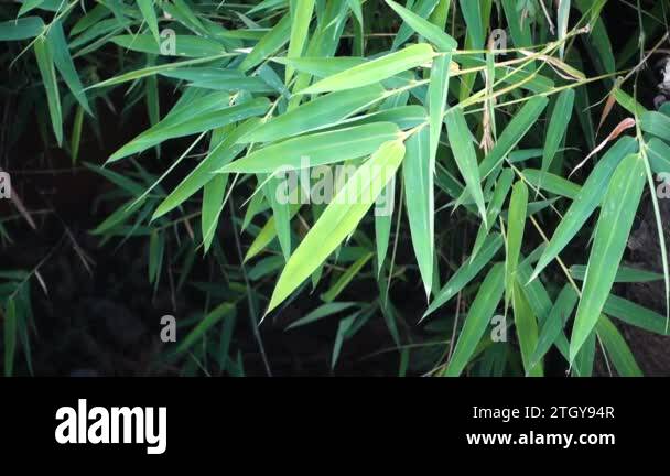 Bamboo species Stock Videos & Footage - HD and 4K Video Clips - Alamy
