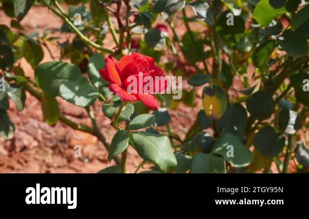 Beautiful sunrise rose Stock Videos & Footage - HD and 4K Video Clips ...