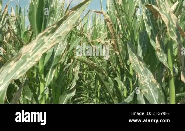 Corn plants wilting and dead after wrong applying herbicide in ...