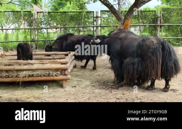Yak family Stock Videos & Footage - HD and 4K Video Clips - Alamy