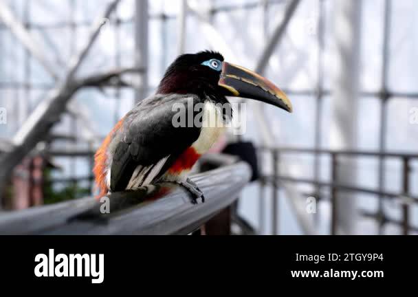 Toucan beak structure Stock Videos & Footage - HD and 4K Video Clips ...