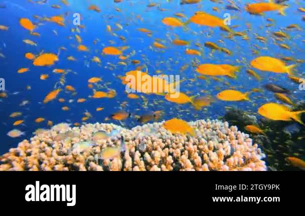 Underwater Colourful Tropical Reef Fish. Underwater sea fish. Colourful ...