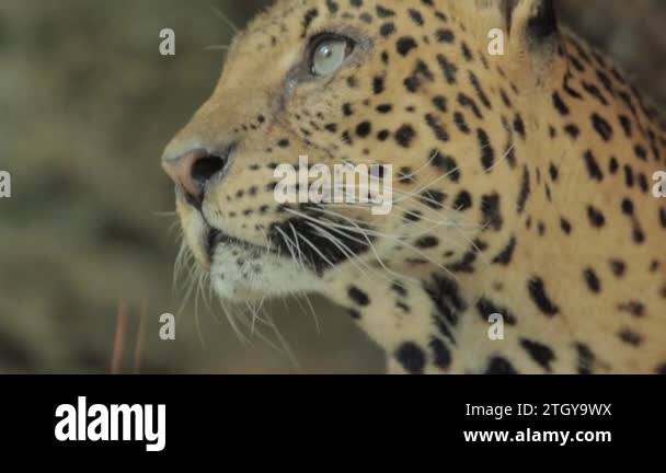 Endangered Macan Tutul Jawa Javan Leopard Panthera Carnivora in Java ...