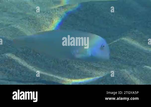 Cleaver Wrasse or Pearly Razorfish (Xyrichtys novacula) searches for ...