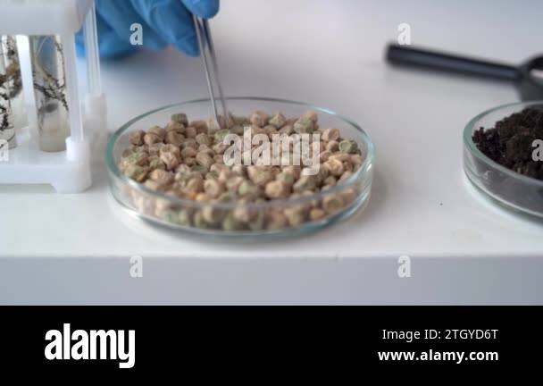 Cell seed tray Stock Videos & Footage - HD and 4K Video Clips - Alamy