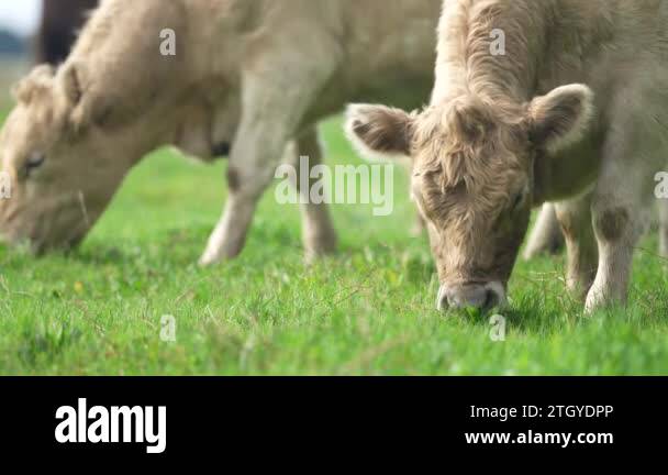 Livestock grazing on pasture and grass in a field on an organic ...