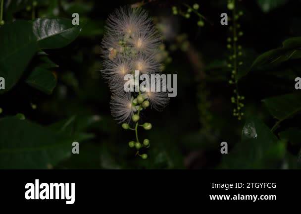 Okinawa,Japan - July 1, 2022: Barringtonia racemosa or Sagaribana or ...