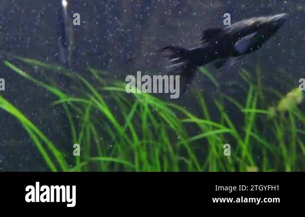 Floating camera movement Stock Videos & Footage - HD and 4K Video Clips ...