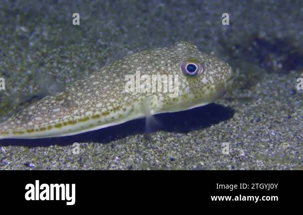 Mediterranean fish species Stock Videos & Footage - HD and 4K Video ...