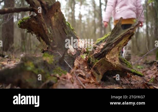 Teenager walks in the dense spring forest. The girl walks through the ...