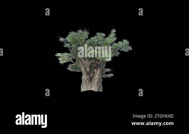Old African Baobab tree animation with transparent (alpha) background ...