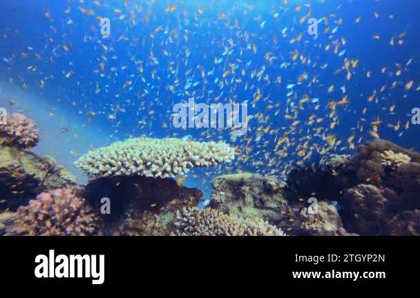 Coral Reef Marine Life. Underwater happy orange fish. Underwater ...