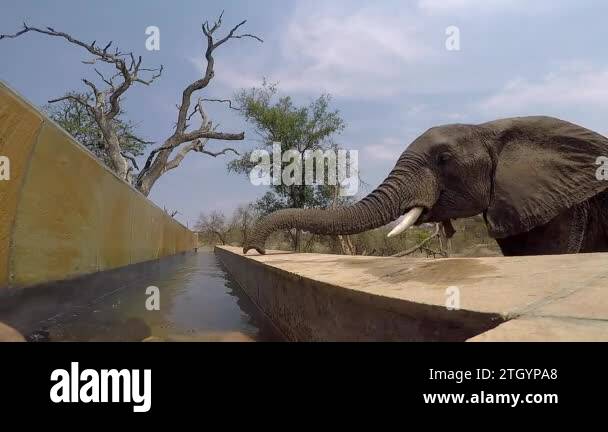 Elephant drinking water from an infinity pool. Kruger National Park ...