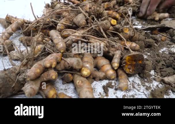 A close up shot of turmeric root . Turmeric is a common spice that ...