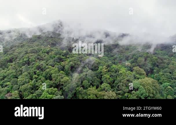 The biggest cause of rain forest loss is agricultural deforestation ...