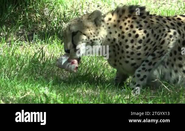 Cheetah eating prey Stock Videos & Footage - HD and 4K Video Clips - Alamy