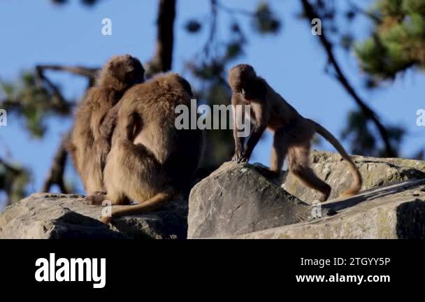 A distinctive feature of geladas (Theropithecus gelada) is the hairless ...