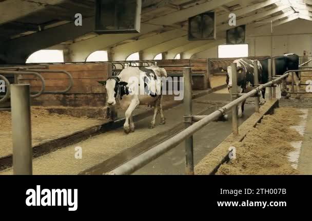 Milk stall Stock Videos & Footage - HD and 4K Video Clips - Alamy