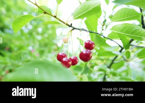 Tree growing sideways in Stock Videos & Footage - HD and 4K Video Clips ...